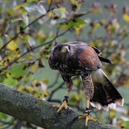 Birds Of Prey Burton On Trent | The Activity People United Kingdom